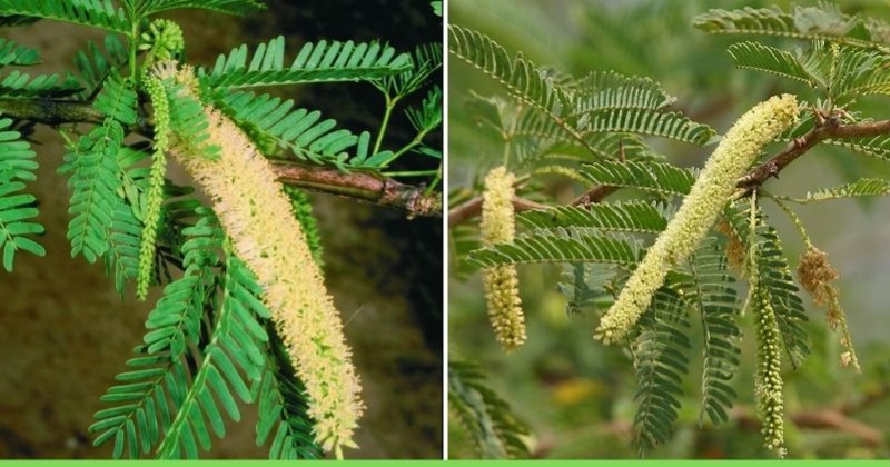 वो पेड़ जिसे पूरी दुनिया ने करिश्माई माना, अब दिल्ली सरकार इसे दोषी मान ...