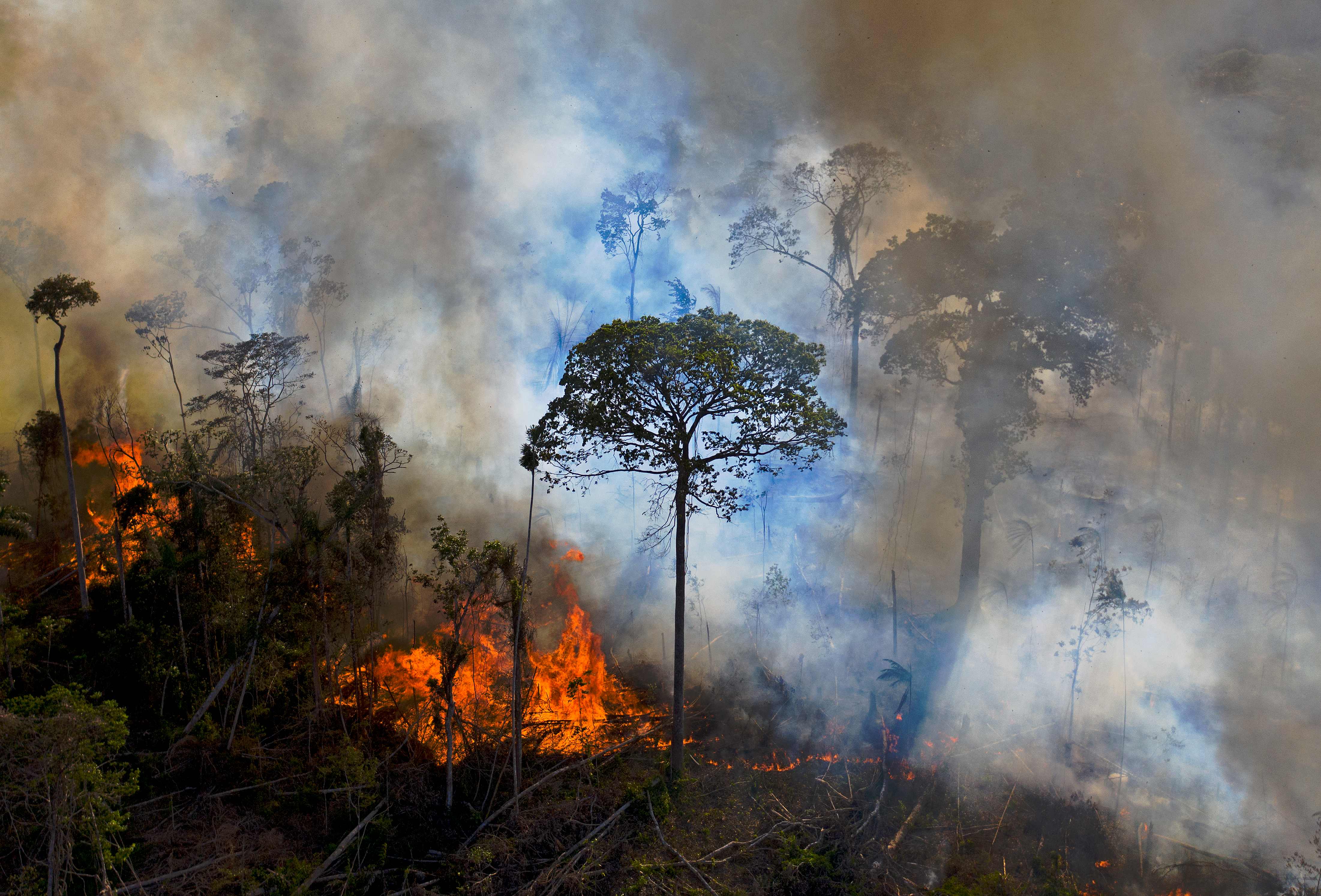 Amazon Rainforest Is Nearing Its Demise, All Thanks To Rampant ...