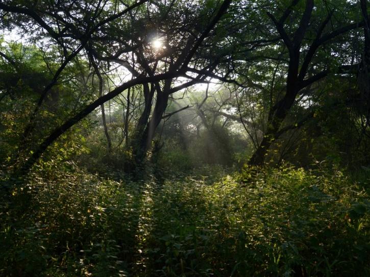 India Aims To Restore 26 Mn Hectares Of Degraded And Deforested Land ...