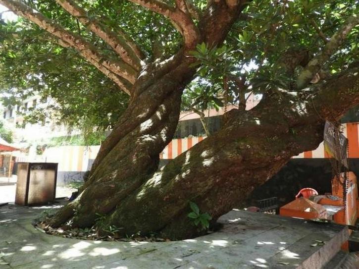 A Tree Thought To Have Gone Extinct Around 200 Years Ago Is ...