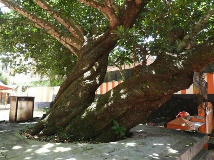 A Tree Thought To Have Gone Extinct Around 200 Years Ago Is ...