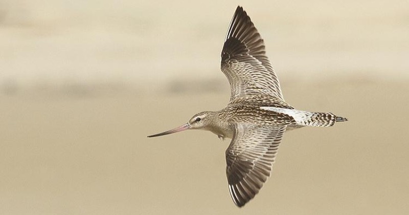 Bar-Tailed Godwit Bird Travelled From Alaska To New Zeland Non-Stop