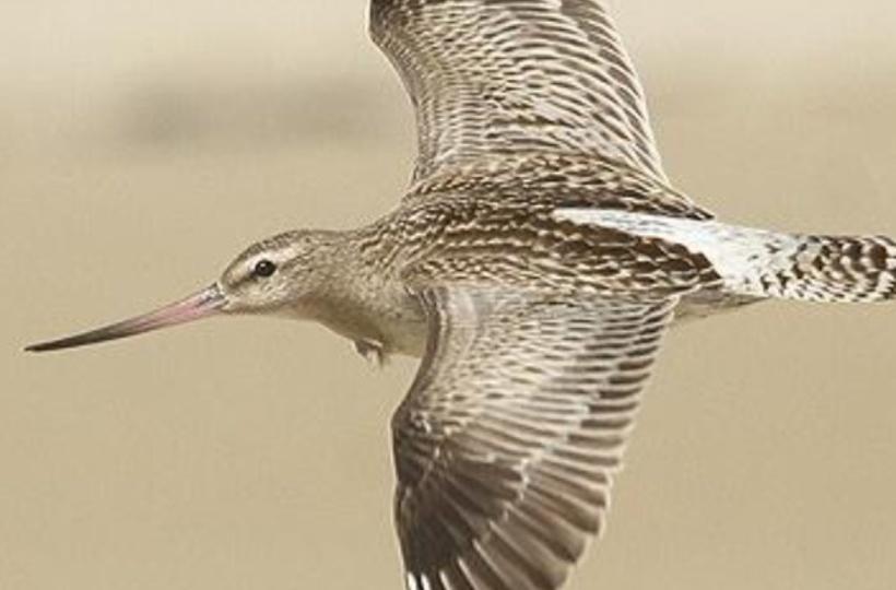 Bar Tailed Godwit In Flight