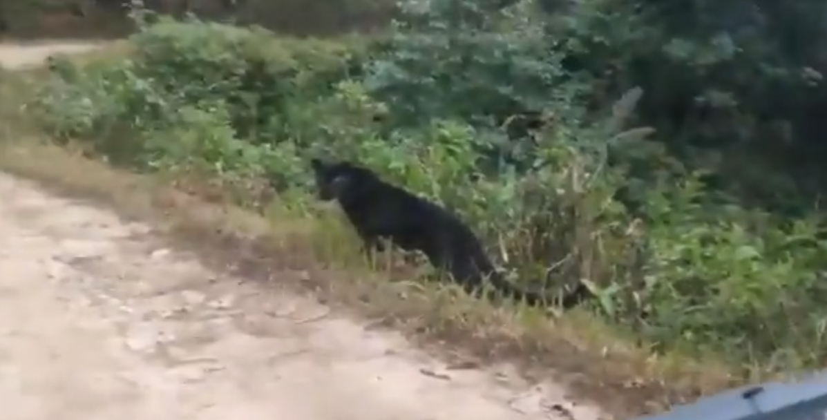 Elusive Black Panther Spotted In Mountain Forest