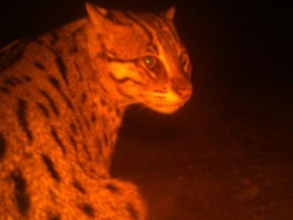 Rare And Endangered 'Fishing Cat' Sighted In Odisha's Chilika Lake