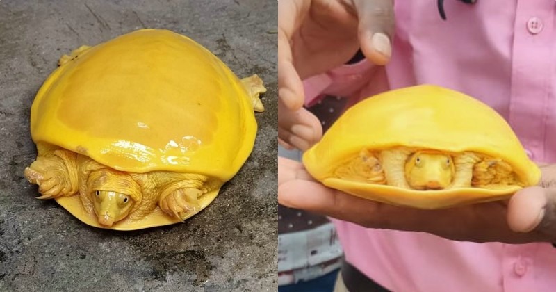 Rare Yellow-Coloured Albino Turtle Rescued In West Bengal