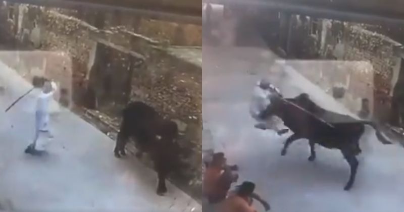 Video: Bull Attacks Old Man Who Provoked It For No Reason