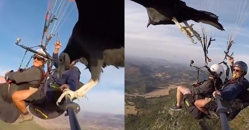 Watch: Vulture Rides On Selfie Stick Of Paragliders