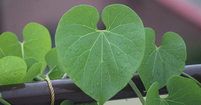 Benefits Of Giloy Herb That Will Help You In Keeping Your Body Healthy