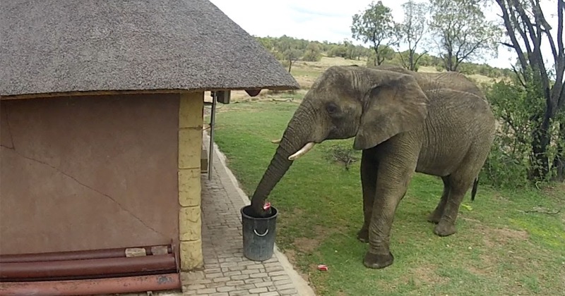 Sri Lankan Elephants Eating Garbage, Plastic Waste Is A Matter Of Concern
