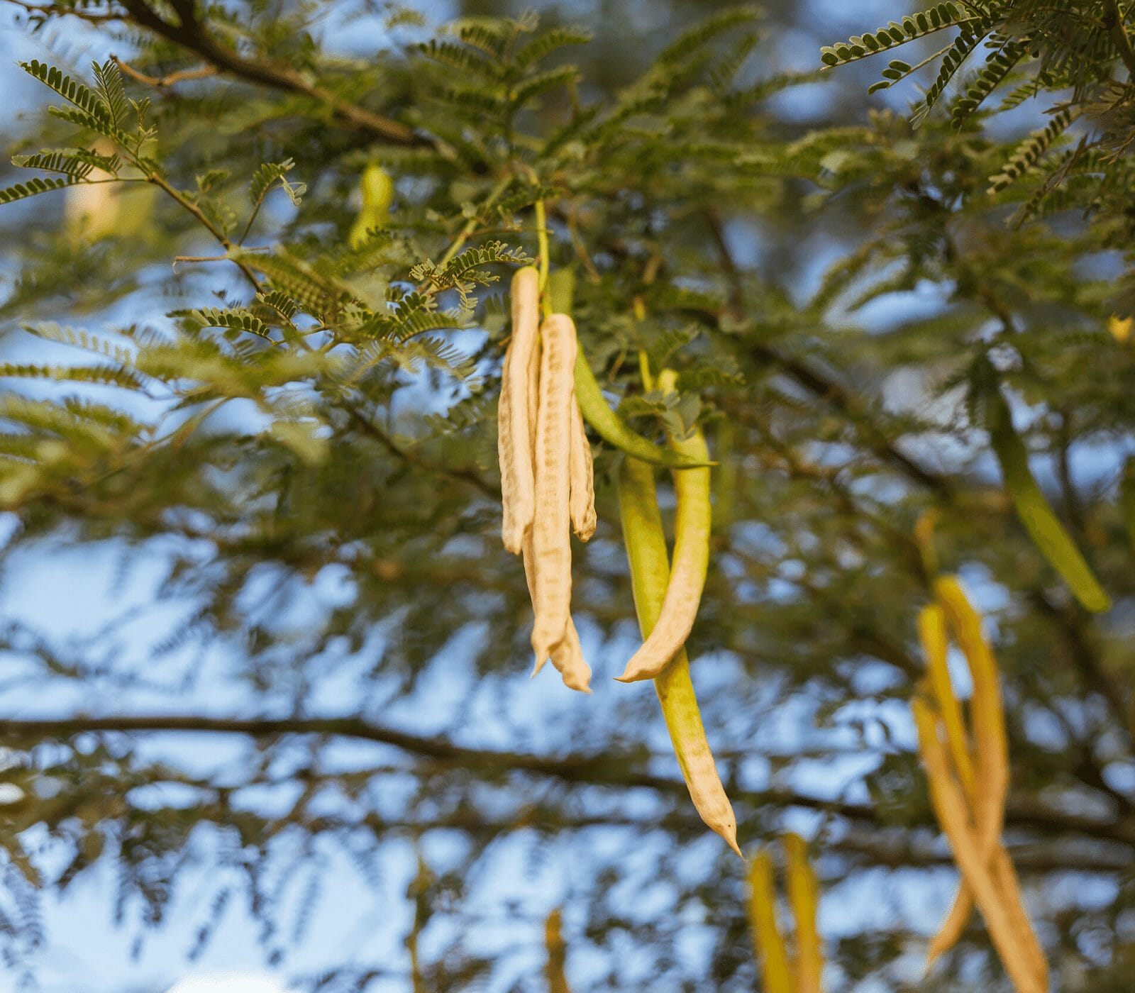वो पेड़ जिसे पूरी दुनिया ने करिश्माई माना, अब दिल्ली सरकार इसे दोषी मान ...