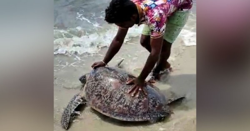 Macrocephaly Turtle Rescued In Tamil Nadu
