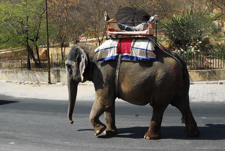 Delhi's Last Begging Elephant Is Celebrating One Year Of Freedom, After ...