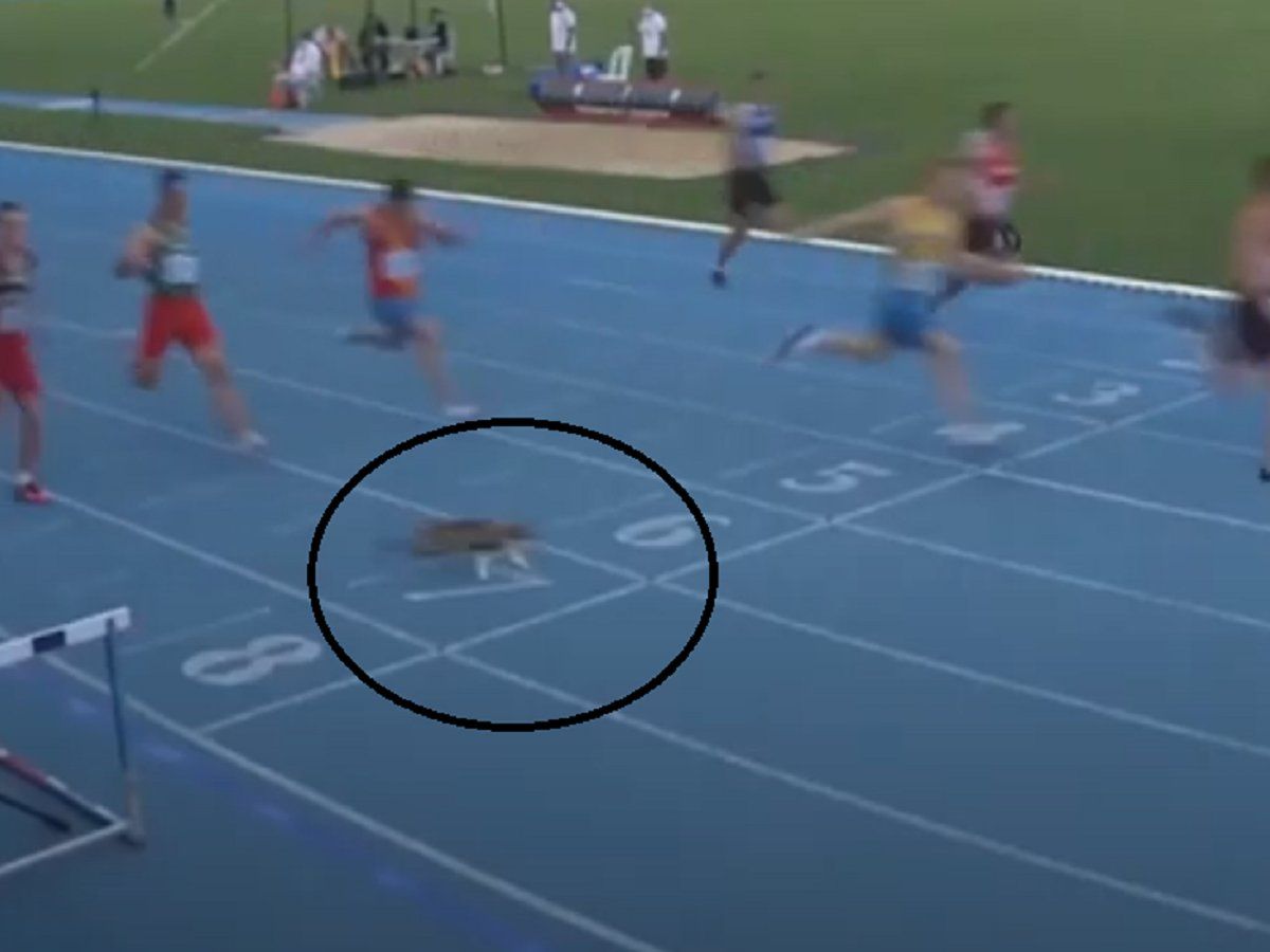 'Purrfect Finish' - Stray Cat Becomes Famous After Crossing 100m Race ...