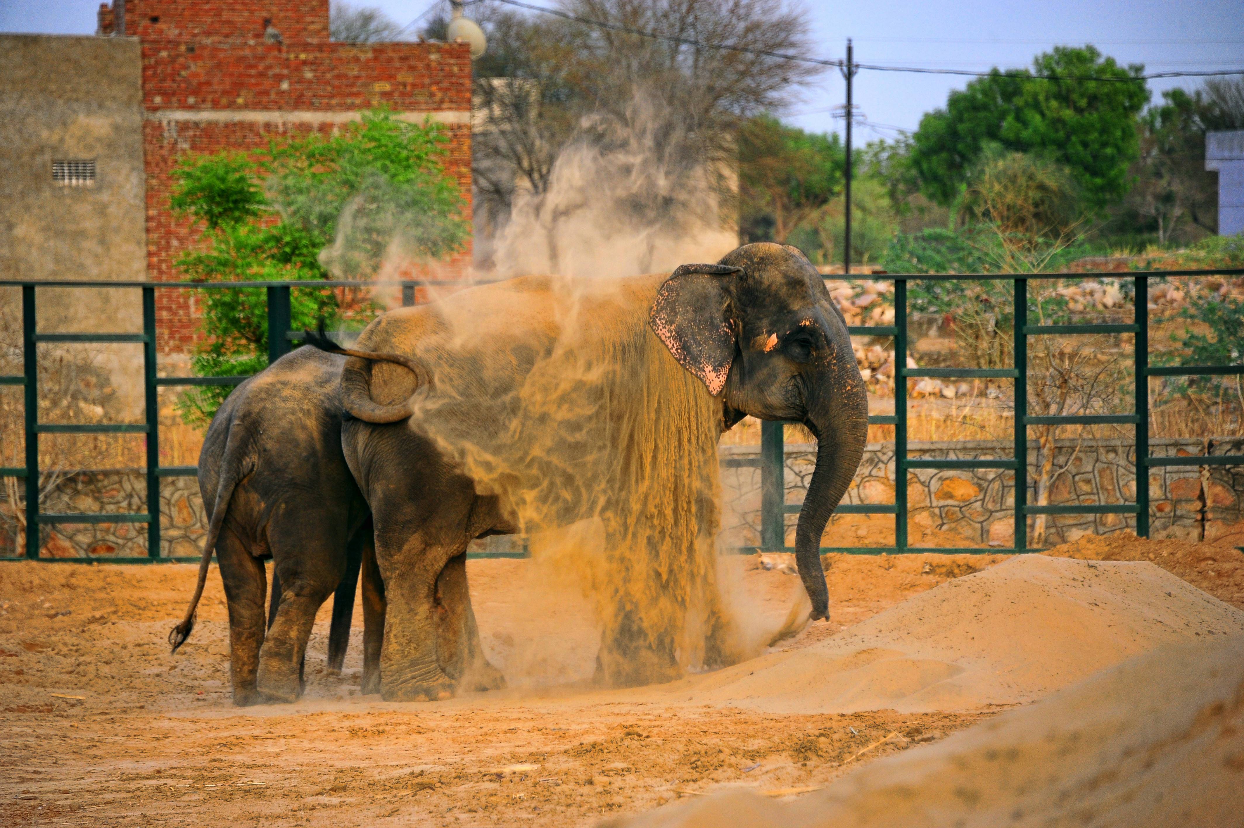 With No Tourists And Income, Elephants In Rajasthan's Hathigaon Are ...