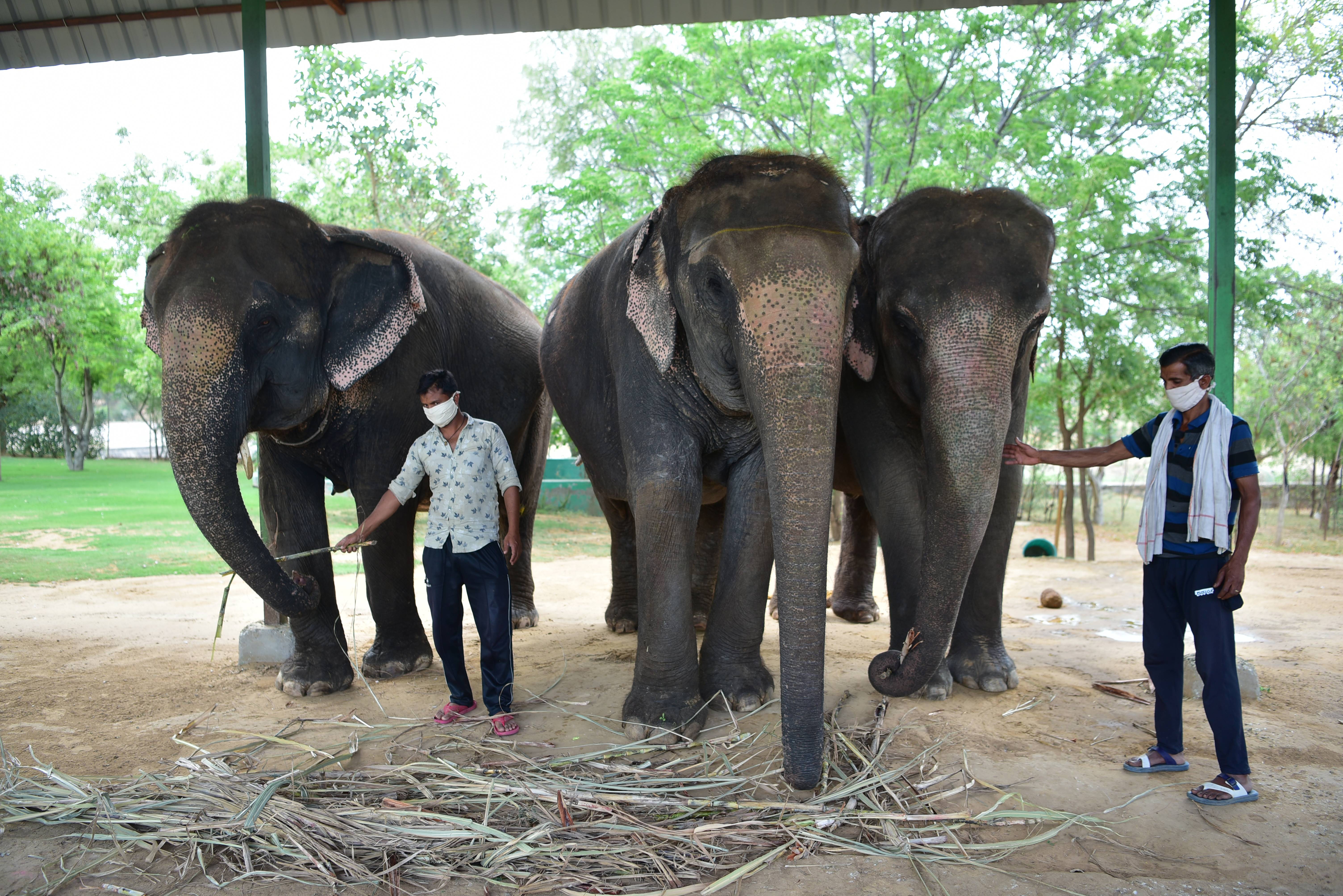 With No Tourists And Income, Elephants In Rajasthan's Hathigaon Are ...