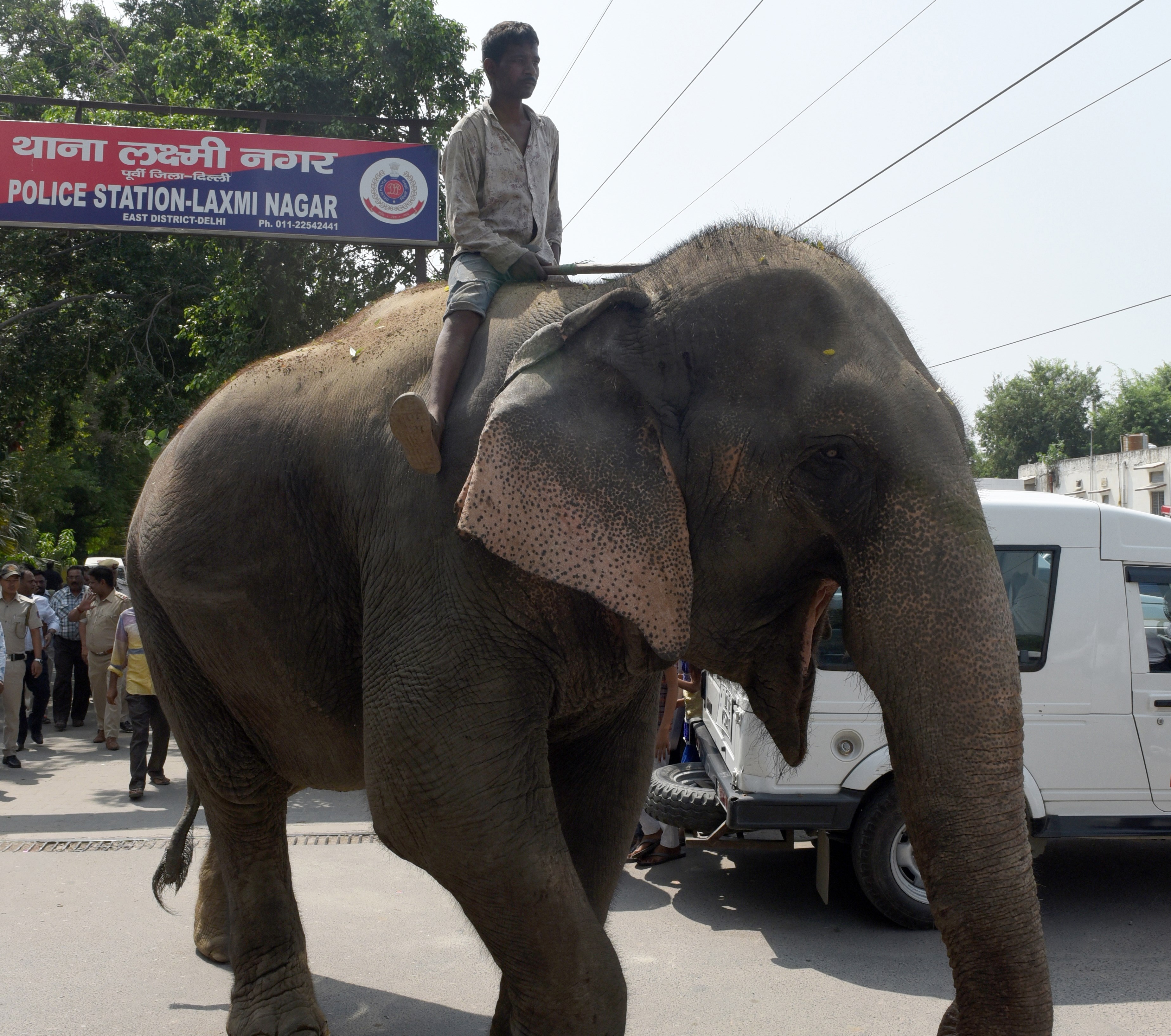 Delhi's Last Begging Elephant Is Celebrating One Year Of Freedom, After ...
