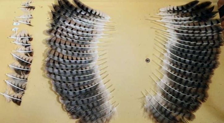 Vet Saves Abused Hawk's Life, With Wing Replacement Surgery Using Dead Hawk