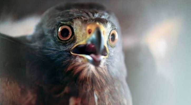 Vet Saves Abused Hawk's Life, With Wing Replacement Surgery Using Dead Hawk
