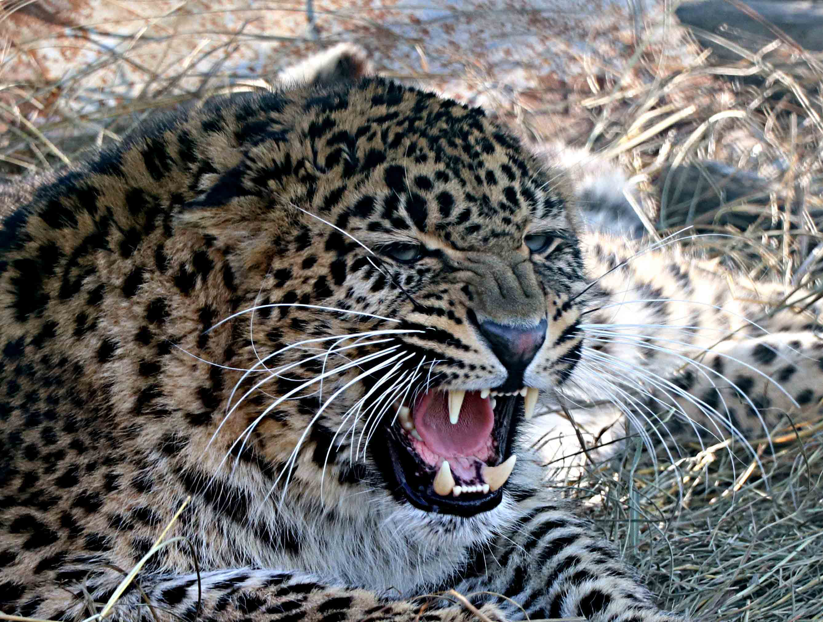 Leopard That Injured Two Beaten To Death In UPs Bijnor As Human-Animal ...