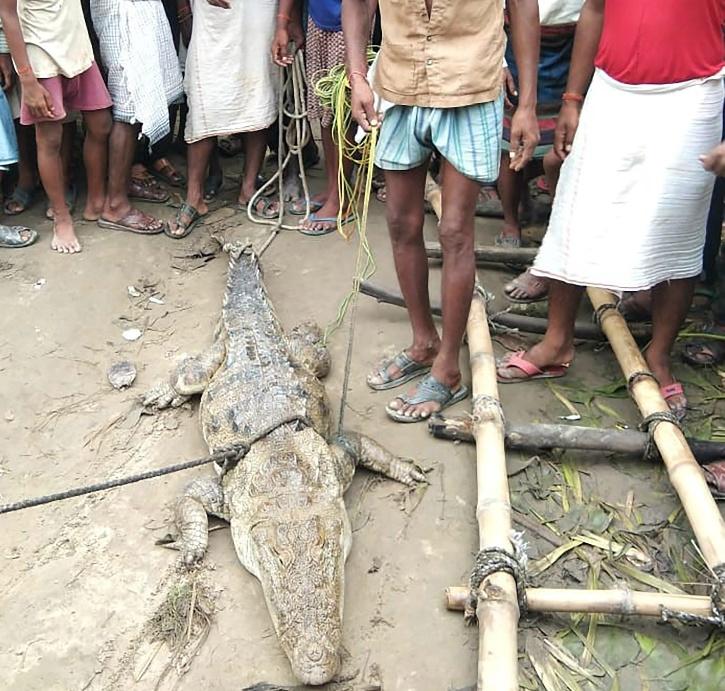 UP Villagers Rescue Crocodile Stranded In A Pond In Monsoon, Take It ...