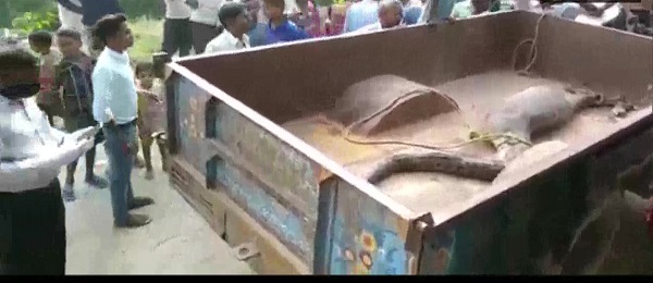 Python Unable To Move After Swallowing A Whole Goat
