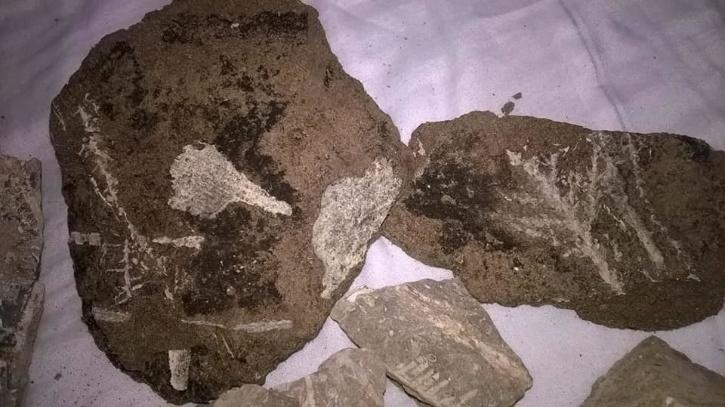 Fossilised Leaves From Jurassic Period Found In Jharkhand