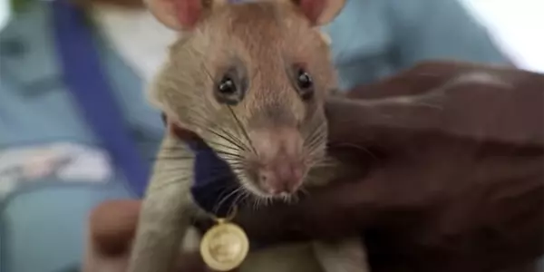 Giant Rat Wins Animal Hero Award In Cambodia Giant Rat Wins Animal Hero Award In Cambodia