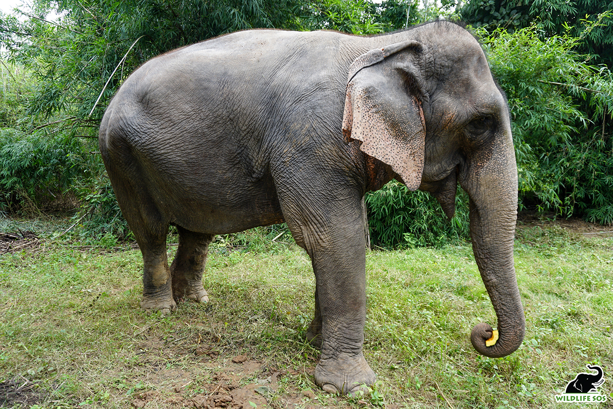 Delhi's Last Begging Elephant Is Celebrating One Year Of Freedom, After ...