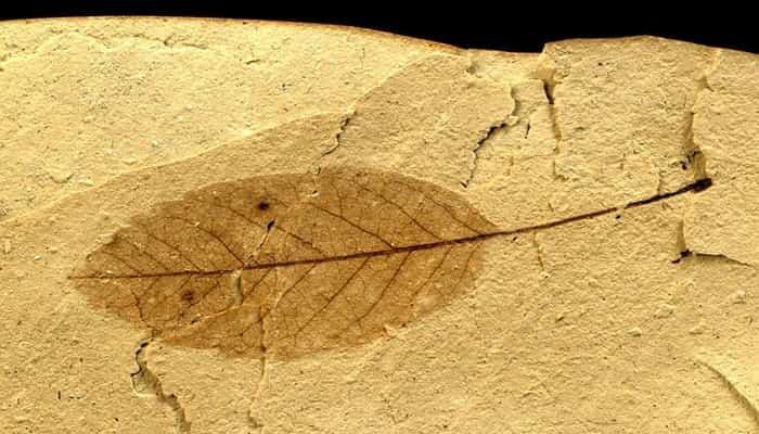 Fossilised Leaves From Jurassic Period Found In Jharkhand