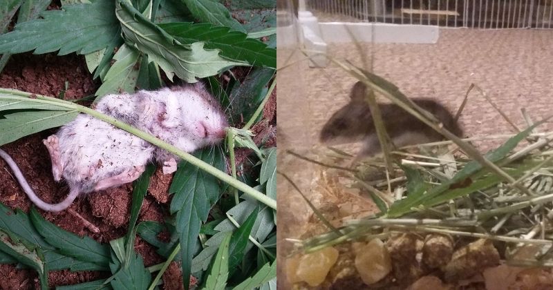 'Marijuana Mouse' Passes Out After Munching On Cannabis Leaves