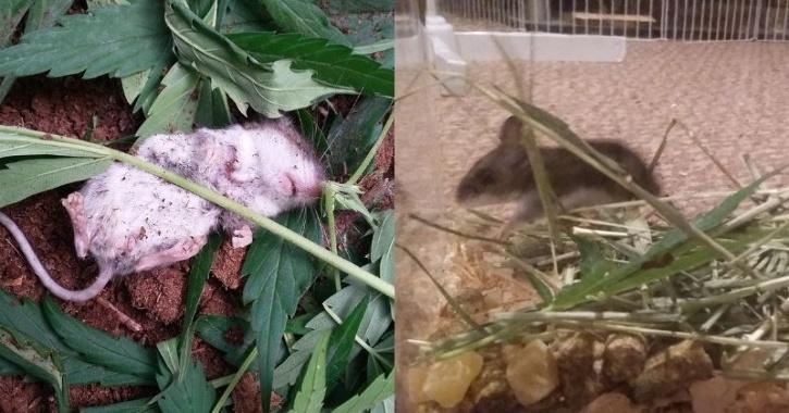 'Marijuana Mouse' Passes Out After Munching On Cannabis Leaves