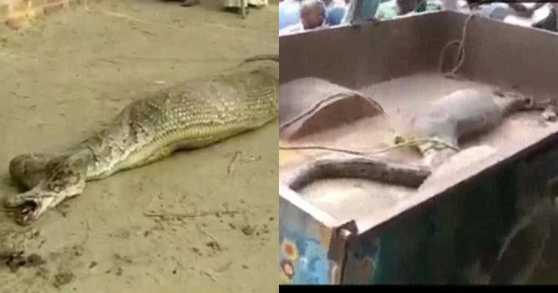 Python Unable To Move After Swallowing A Whole Goat