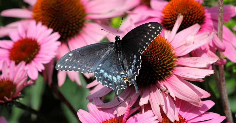 Flowers Are Changing Colour To Save Pollen From Global Warming, Ozone ...