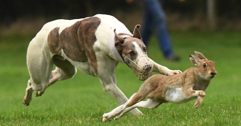 Animals Lose Defensive Instinct Against Predators After Human Encounters