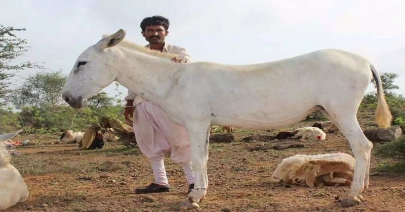 गधे का दूध 7000 प्रति लीटर...दुनिया का सबसे महंगा दूध गुजरात के गधे का ...