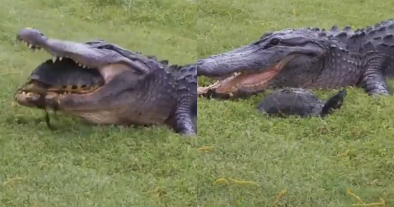 Video: Alligator Tries To Eat Turtle