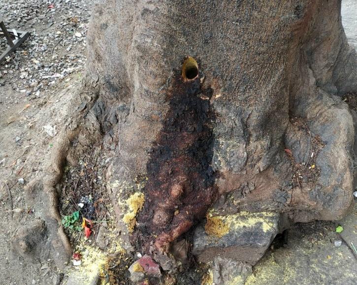 If Cutting Trees For Roads Wasn't Enough, Trees In Bengaluru Are ...