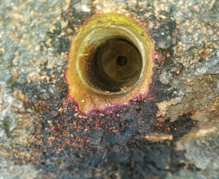 If Cutting Trees For Roads Wasn't Enough, Trees In Bengaluru Are ...