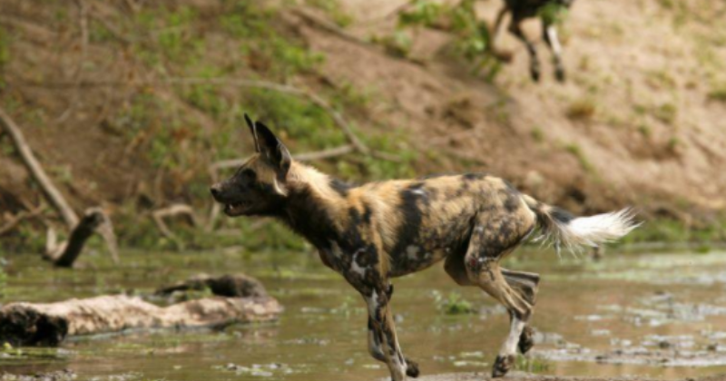 African Wild Dog Hunts Its Prey To Exhaustion