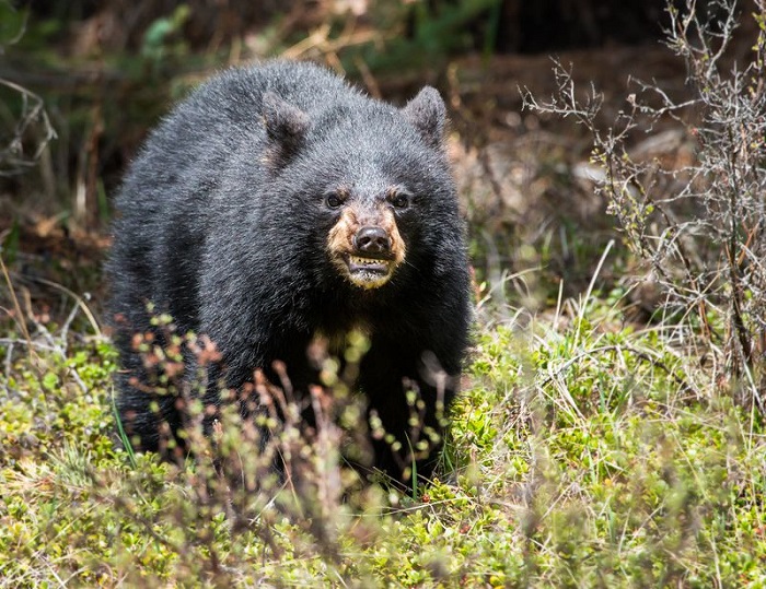 Hikers Come Across Black Bear Feeding On Human Remains