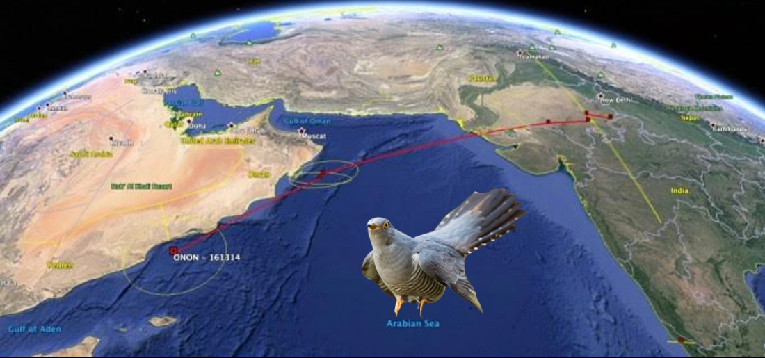 Cuckoo Migrates From Mongolia To Africa
