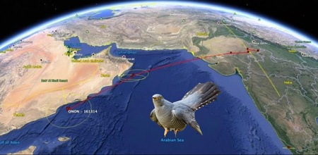 Cuckoo Migrates From Mongolia To Africa