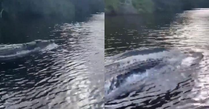 Watch: Crocodile Races With Speedboat