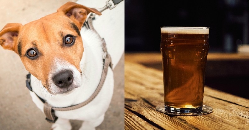 Want To Chill With Man's Best Friend? A Dog Beer With Variety Of ...