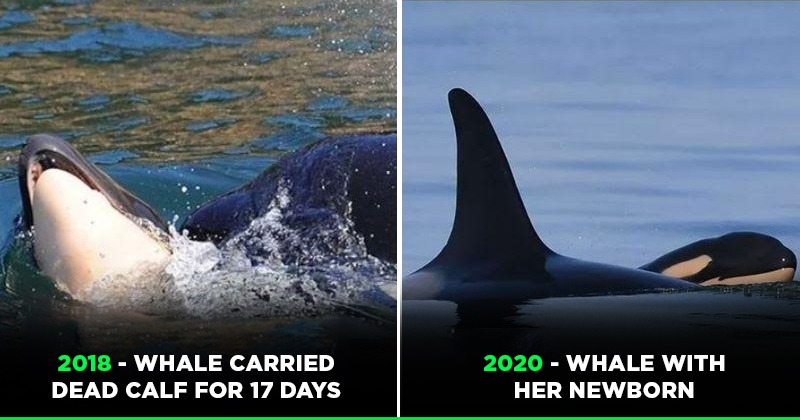 Tahlequah Ocra Gives Birth To A Healthy Baby Orca