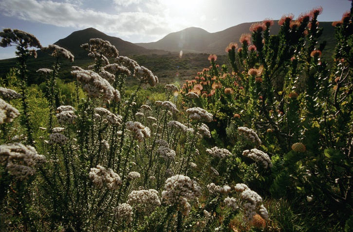 40% Plants At Risk Of Extinction