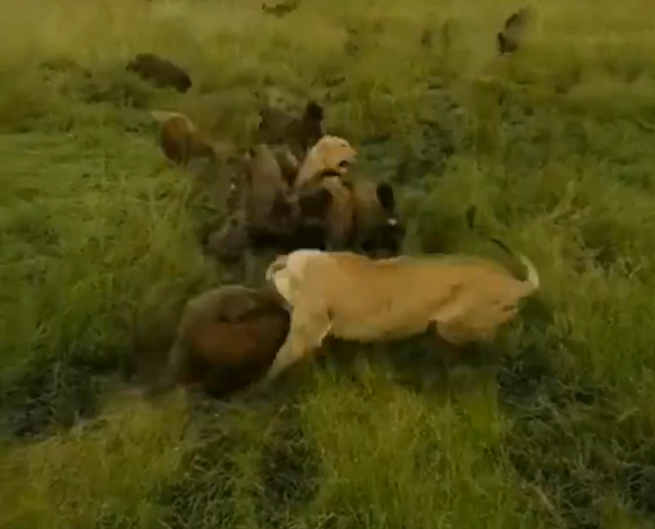 Hyenas Attack A Lioness, Get Attacked By Pack Of Lionesses In Return