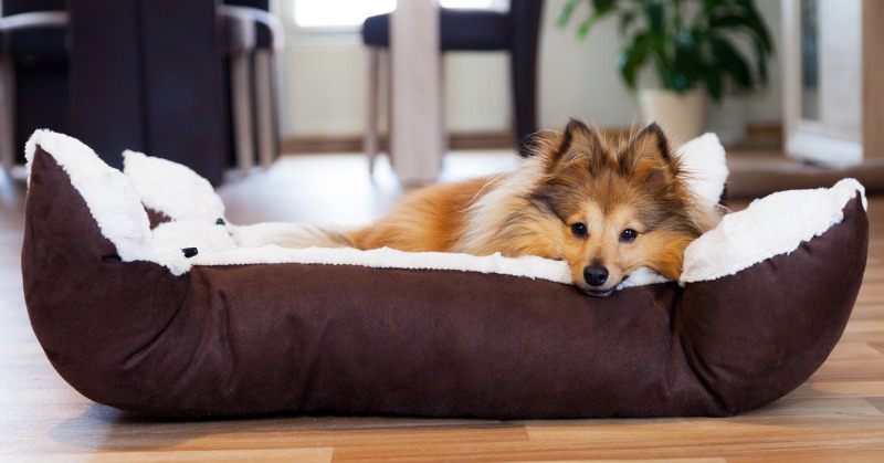 Calling All Pet Parents! Check Out These Super Snug Pet Beds!