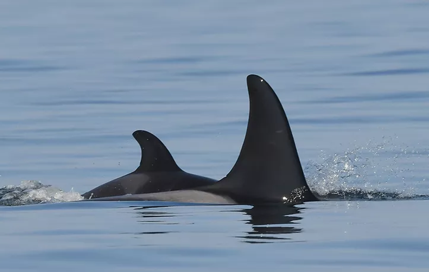 Tahlequah Ocra Gives Birth To A Healthy Baby Orca